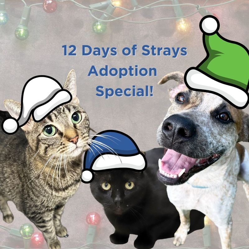 12 Days of Strays Adoption Special! - Friends of Strays Cat and Dog ...