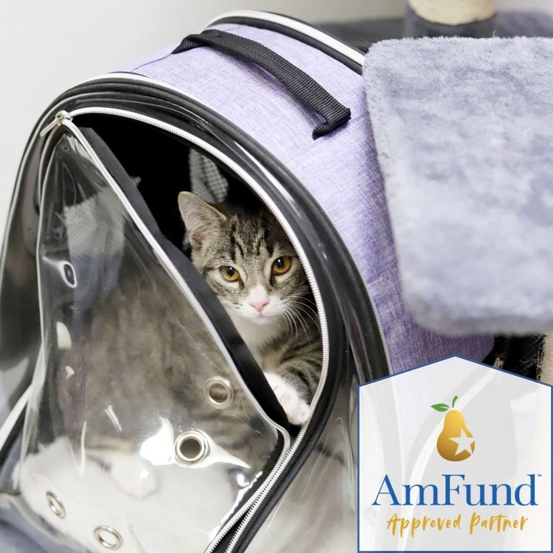 Golden Ticket Drawing: enter to win a trip for two! - Friends of Strays ...