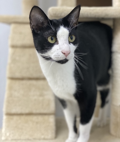 Bee Gee - Friends of Strays Cat and Dog Adoption in St. Petersburg, FL