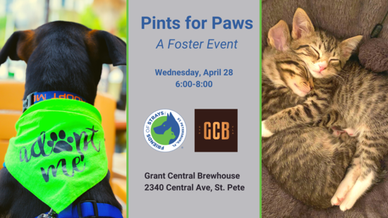 Pints for Paws: A Foster Event - Friends of Strays Cat and Dog Adoption in St. Petersburg, FL