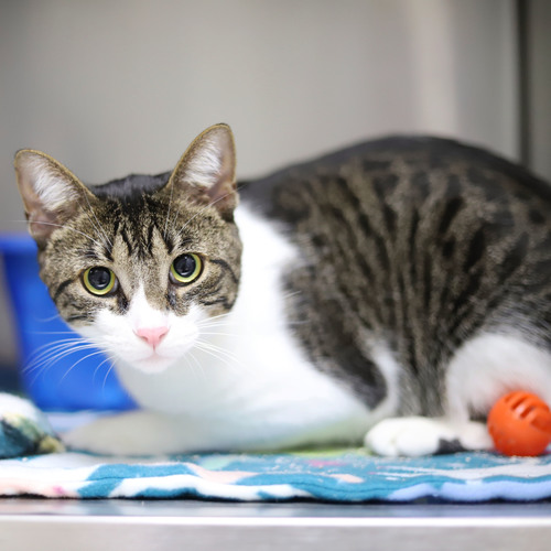 Cat Adoption Special for Clear the Shelters 2022! - Friends of Strays ...